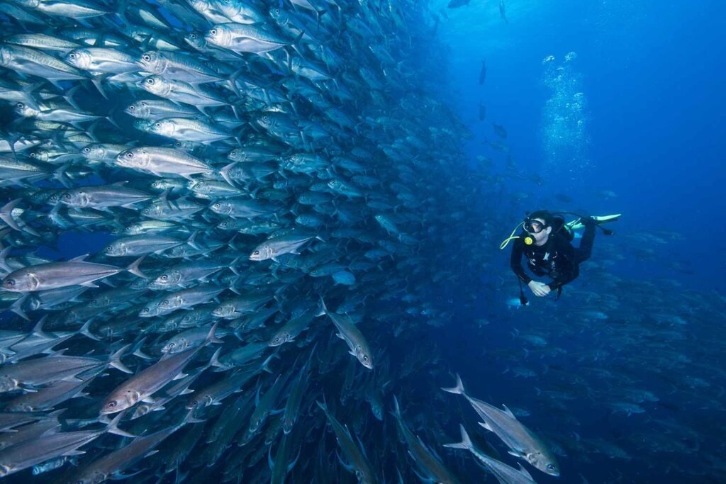 Top Scuba Diving Destinations Around the World
